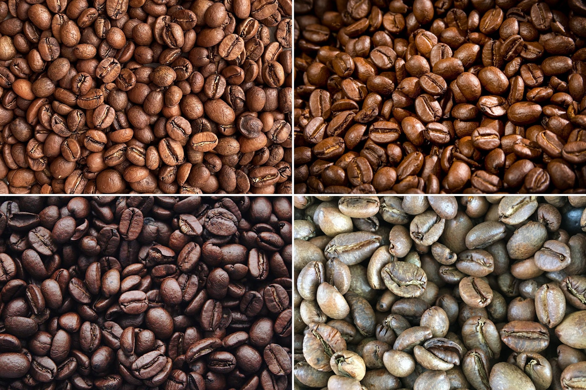 Exploring the Four Types of Coffee Beans - Coffee Bean Types – Barista Baba Coffee